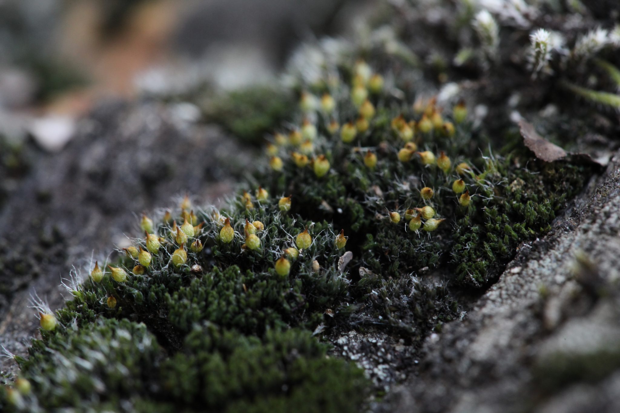 Bryophytes and lichens - Biodiversity Monitoring South Tyrol