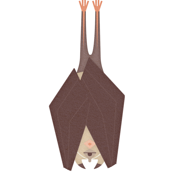 Chirotteri - Biodiversity Monitoring South Tyrol