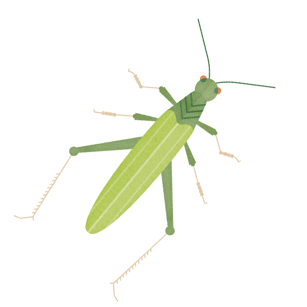 Cavallette - Biodiversity Monitoring South Tyrol