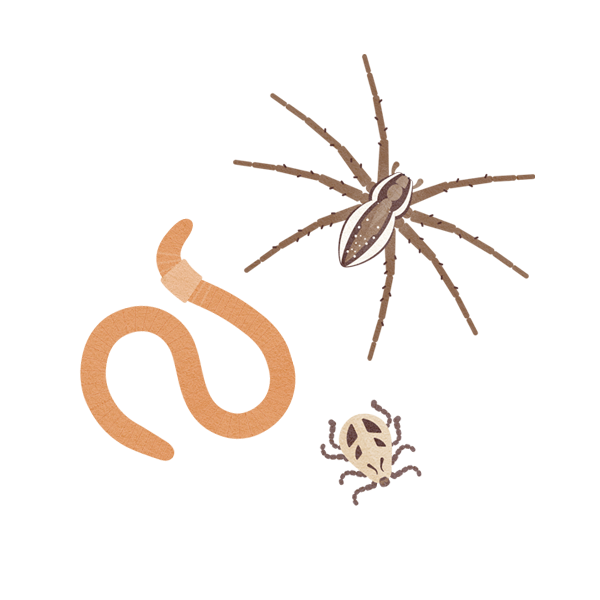 Spiders and other invertebrates - Biodiversity Monitoring South Tyrol