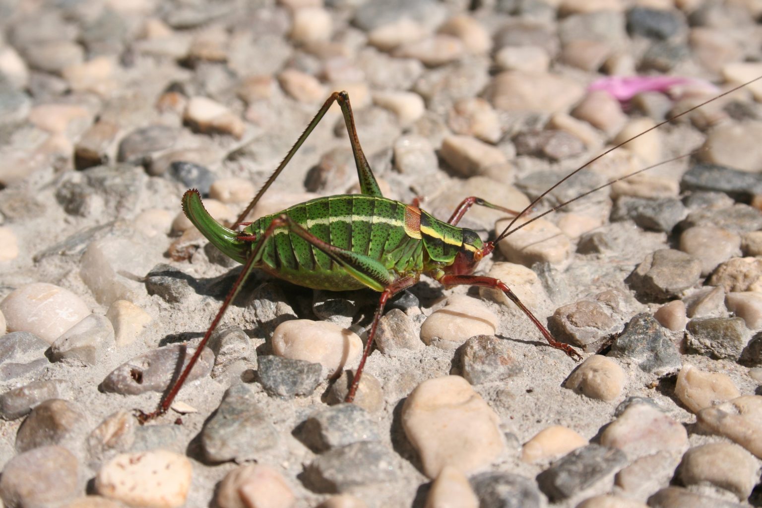 Cavallette - Biodiversity Monitoring South Tyrol