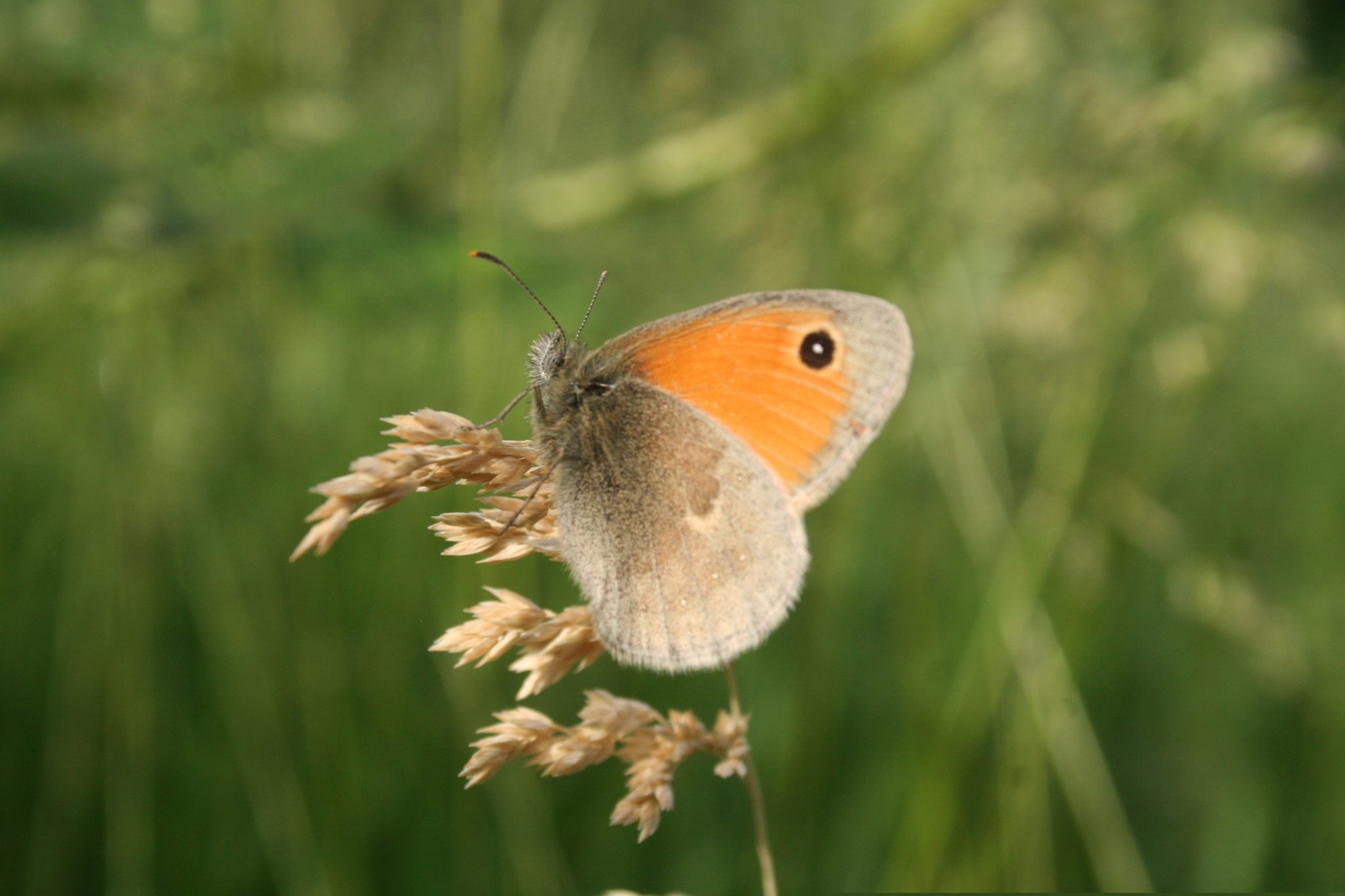 Butterflies - Biodiversity Monitoring South Tyrol