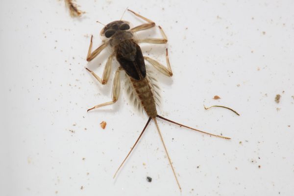 Freshwater fauna - Biodiversity Monitoring South Tyrol