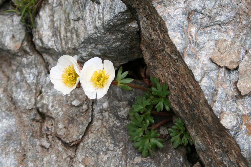 Alpine sites - Biodiversity Monitoring South Tyrol