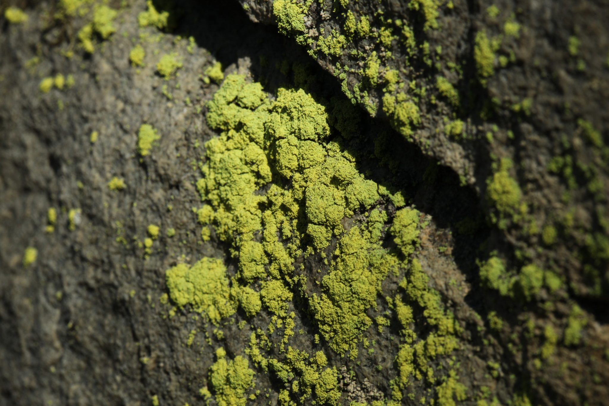 Bryophytes and lichens - Biodiversity Monitoring South Tyrol