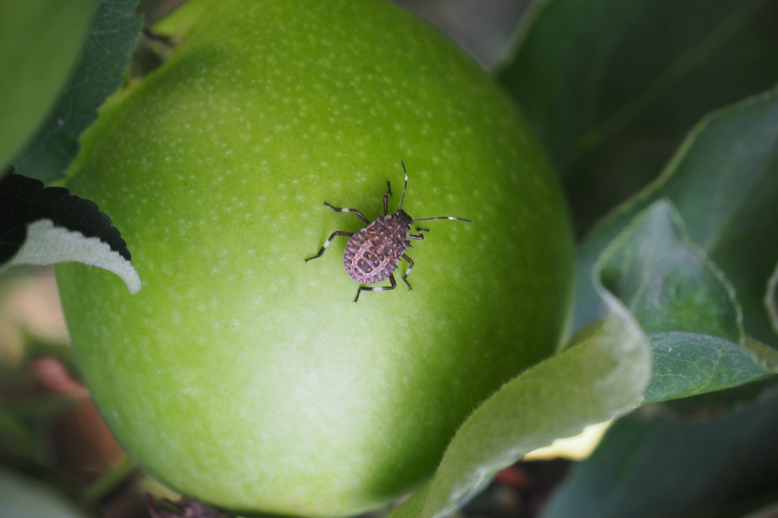 Distribution of the brown marmorated stink bug and its parasitisation ...